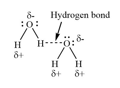 True or false? Hydrogen bonds can be stronger interactions than even ...