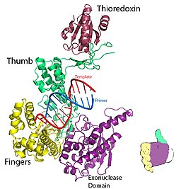 List the 3 domains of DNA polymerase and what each one does during ...