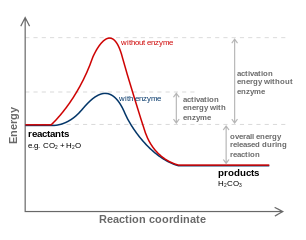 In an enzyme-mediated reaction, the activation energy will be the ...