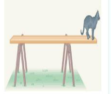 A cat walks along a uniform plank that is 4.00 m long and has a mass of ...