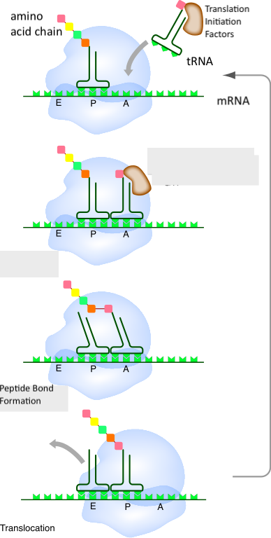 Describe the function of RNA in the transcription and translation of a ...