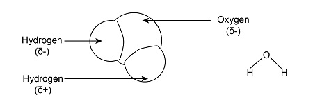 List the intermolecular forces operating in H_2O. | Homework.Study.com