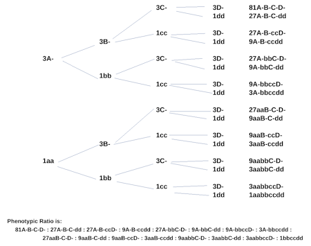 Given a cross between the following parents: AaBbCcDd x AabBCcdD. What ...