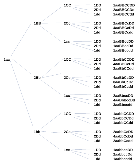 Given a cross between the following parents: AaBbCcDd x AabBCcdD. What ...