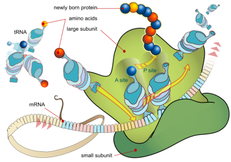 Explain the process of RNA being translated into proteins. Does tRNA ...