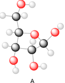 Convert the given cyclic monosaccharide to a Fischer projection of its ...