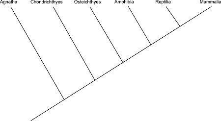 Refer to the cladogram given below to answer the question. Who is more ...