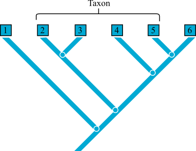 Refer to the figure given below. In this figure, what type of group is ...
