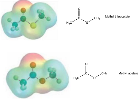 Electrostatic potential maps of methyl thioacetate and methyl acetate ...