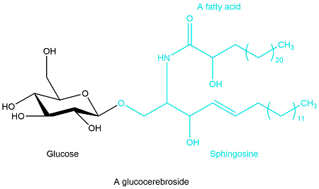 The accumulation of glycolipids called glucocerebrosides in different ...