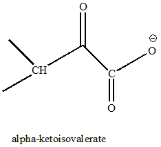 Leucine, an amino acid, is synthesized through a multistep pathway ...