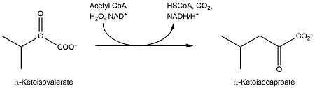 Leucine, an amino acid, is synthesized through a multistep pathway ...