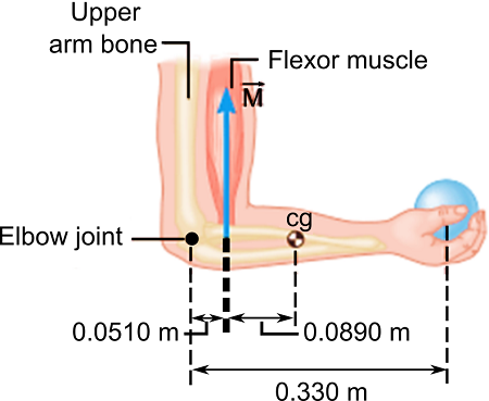 A man holds a 181-N ball in his hand, with the forearm horizontal (see ...