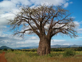 What African tree is also called the upside-down tree? | Homework.Study.com
