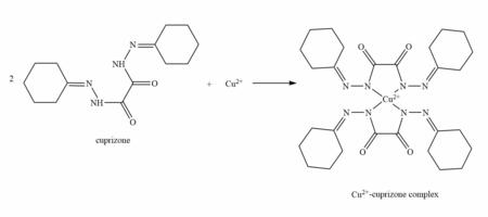 What is the stoichiometric ratio for Cu^{2+} ions with cuprizone to ...