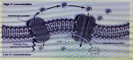 The illustration represents a metabolic process. a) What is the process ...