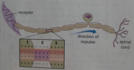 In the figure, which number represents the segment of the neuron that ...