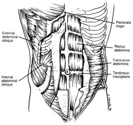 What exercises would be best for shaping an individual's abdominal ...