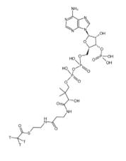 List the possible fates of acetyl coA in metabolism. Try to list as ...