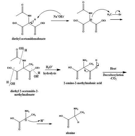 Amino acids can be prepared by reaction of alkyl halides with diethyl ...