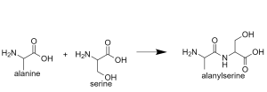 Write a chemical equation for the formation of alanylserine from the ...