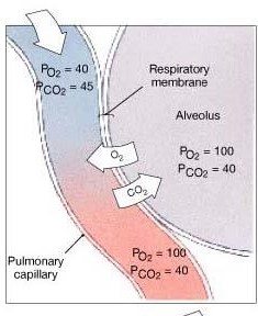 How would the paths of water and oxygen moving through the alveoli cell ...