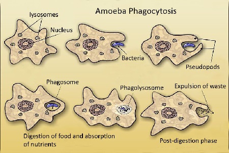 Do amoebas cause any diseases? | Homework.Study.com