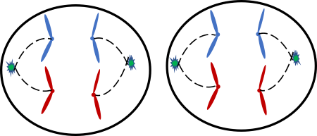 Show how to label and draw each step of meiosis for a cell with 4 ...