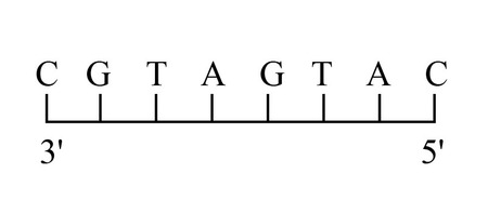 a) Make up a DNA sequence that is 8 nucleotides long. Using that ...