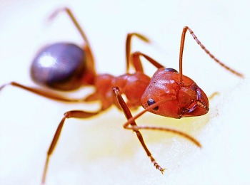 How much does an ant weigh? | Homework.Study.com