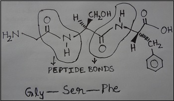 What is the structural formula for a possible compound of glycine ...