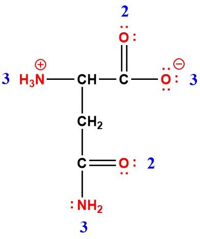 What is the maximum number of water molecules one asparagine molecule ...