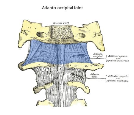 What synovial joint is attached to the head? | Homework.Study.com