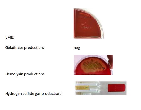 Identify bacterial unknown with the information given | Homework.Study.com