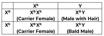 One of the genes for baldness is located on the X chromosome and is ...