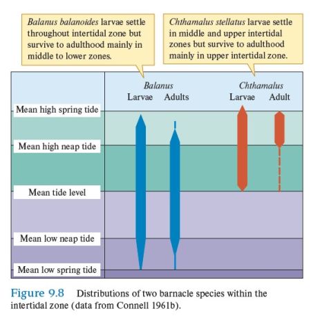 In the case of two competing barnacle species, the larger species ...