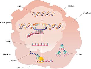 The information that is transcribed to mRNA and then translated into ...