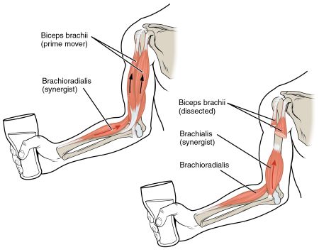 Which of the following terms describes a muscle that is primarily ...