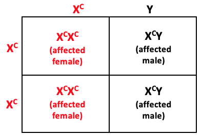 Draw the possible Punnett squares to determine the genotypes of parents ...