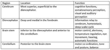 Analyze the three sections of the brain stem, their individual ...