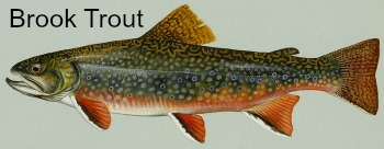 Brook Trout Outline