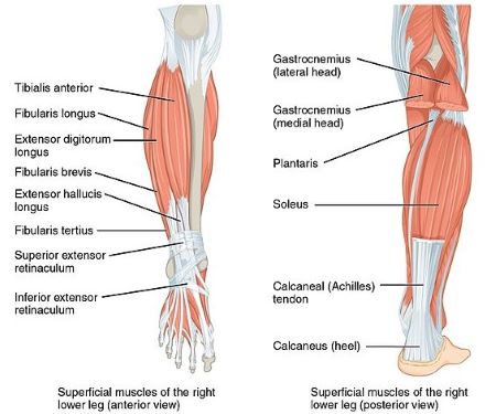 Calf Muscle Diagram