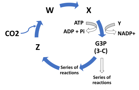 The figure shows a scheme in the photosynthesis process. \\a. State the ...