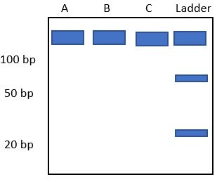 HpaII is a restriction enzyme that recognizes the sequence of CCGG and ...