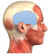 Identify the highlighted muscle. | Homework.Study.com