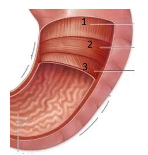 Give the three sheets of muscle in the stomach's muscularis externa ...