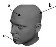 Name the regions of the face. | Homework.Study.com