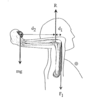 The picture below shows a skeletal joint, what is the type of lever ...