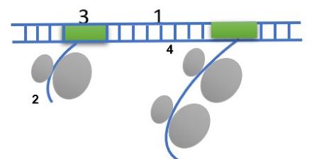 A. Identify 1-4 above. B. Indicate in which direction the enzyme ...