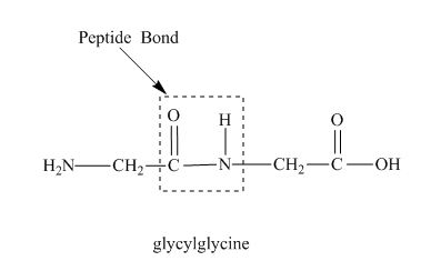 Rotation about the peptide bond in glycylglycine in hindered. Draw the ...